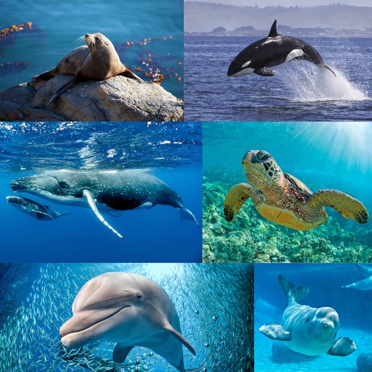 Teens Saving Dolphins - Protecting What We Love | San Diego