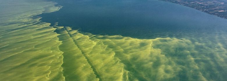 The Algae Blooms Off the California Coast